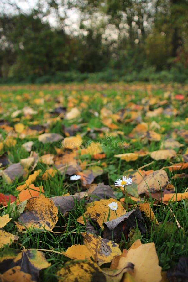 Fallen leaves in fall. stock photo. Image of colours - 92797230
