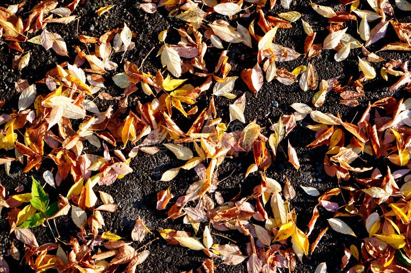 Fallen leaves fall 4 stock photo. Image of fall, tree - 78677074