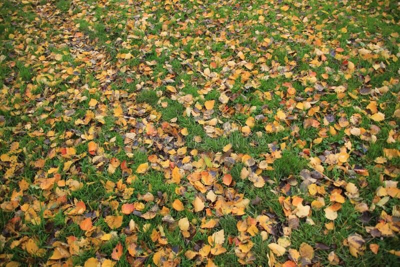 Fallen leaves in fall. stock image. Image of area, route - 92798723