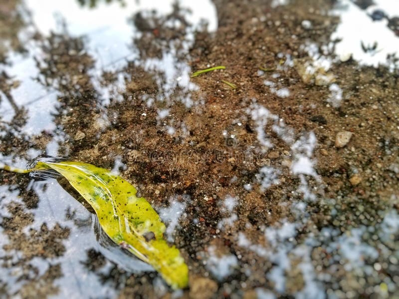 Fallen Leaves Falling in Water with Light Reflection Stock Image ...