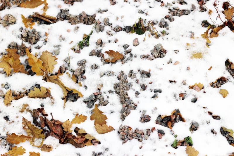 Leaves with First Snow Texture Stock Image - Image of weather, seasonal ...