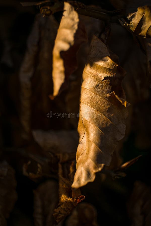 Fallen Leaves on Forest Floor Stock Photo - Image of autumn, closeup ...