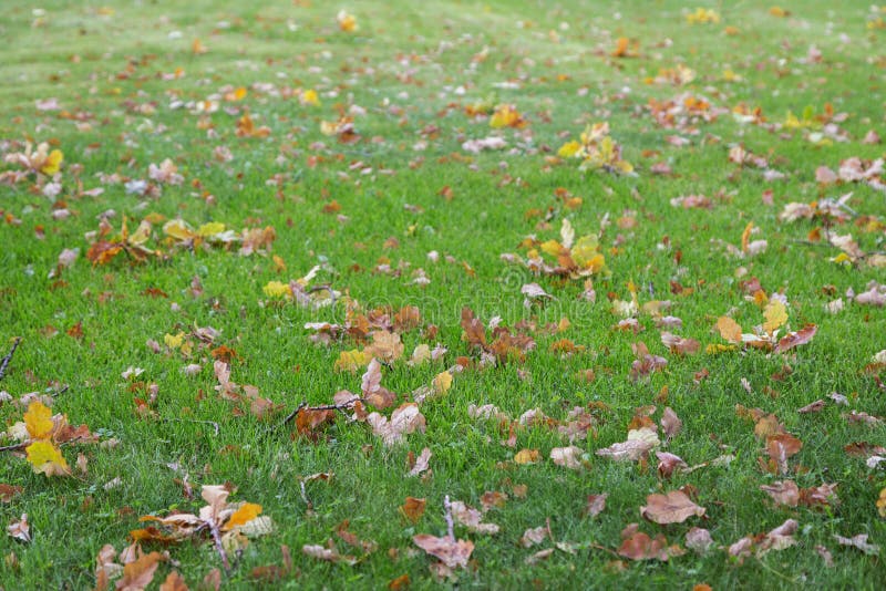 Fallen leaves on grass stock image. Image of fall, season - 99911839