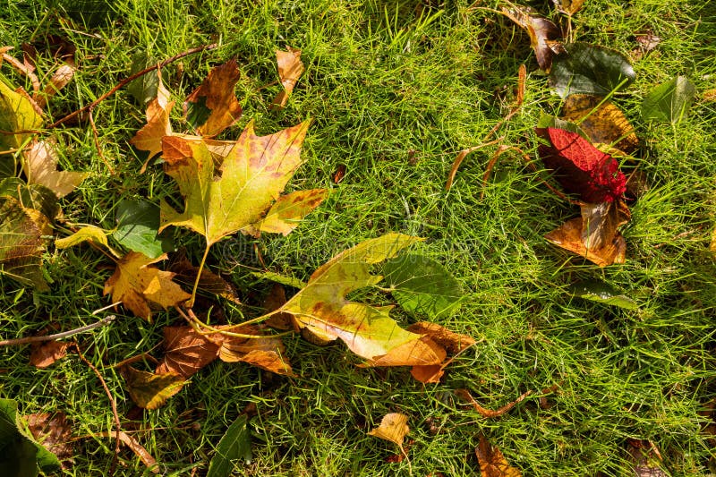 Fallen Leaves in a Grassy Field in Autumn Stock Photo - Image of ...