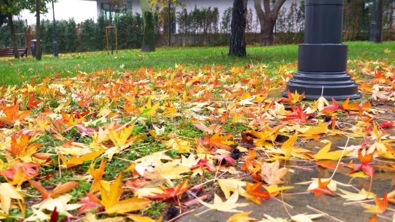 Fallen Leaves in Green Grass Close Up Stock Video - Video of bright ... Fallen Leaves in Green Grass Close Up Stock Video - Video of bright ...