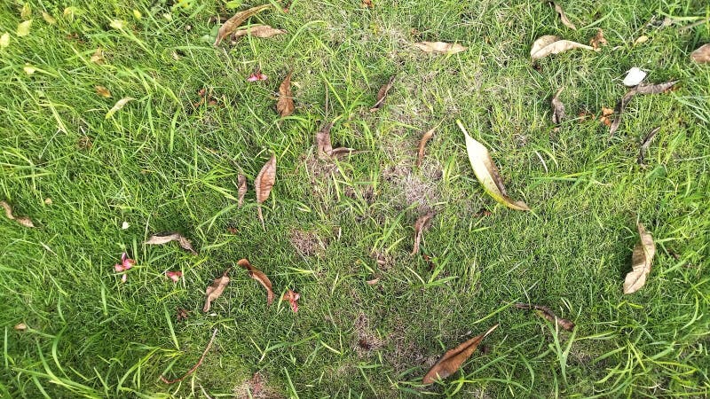 Fallen Leaves on the Green Grass, Dry Leaves with Green Grass ... Fallen Leaves on the Green Grass, Dry Leaves with Green Grass ...