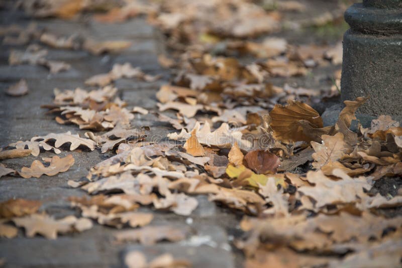 Fallen leaves on ground stock photo. Image of plant - 131195576