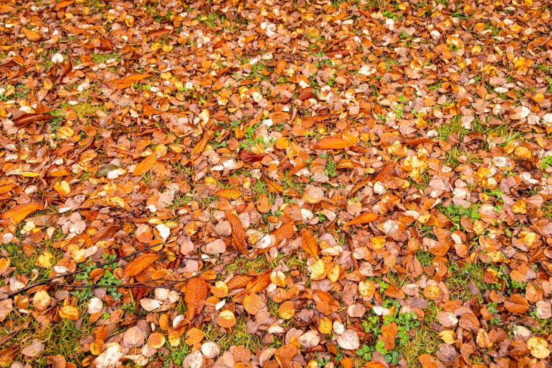 Fallen Leaves on the Ground. Fall Leaves Background Stock Photo - Image ...
