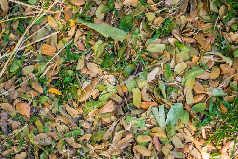 Fallen Leaves on Ground Texture Stock Image - Image of grass, texture ...