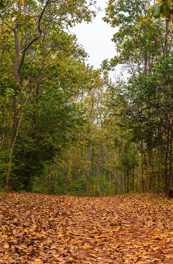 Fallen Leaves with Jungle Trees .. Stock Photo - Image of indian ...