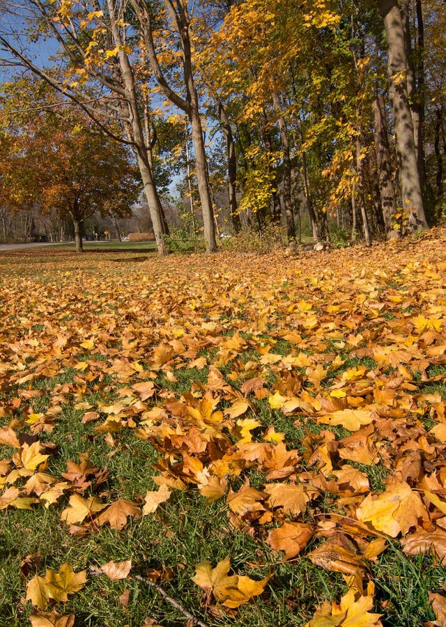 The Fallen stock photo. Image of fallen, natural, landscape - 63614302