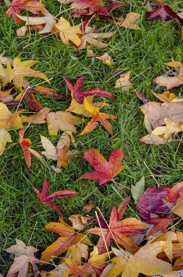 Fallen Leaves on the Lawn in the Autumn Stock Photo - Image of forest ...