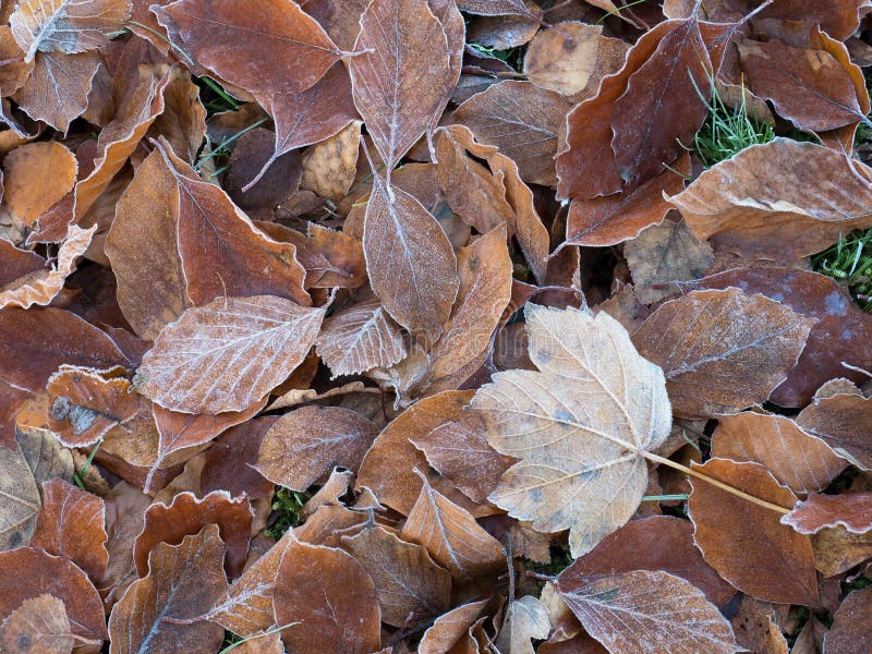 Fallen Leaves with Light Frost Stock Image - Image of green, winter ...