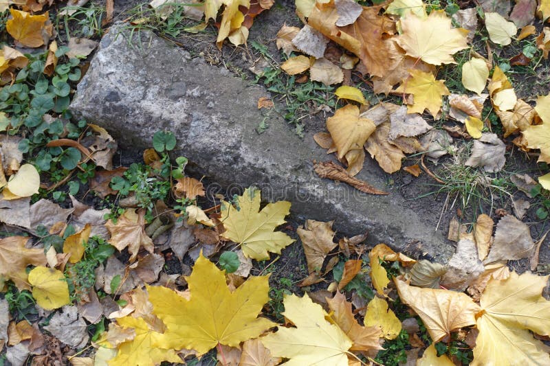 Fallen Leaves of Maple and Concrete Slab in October Stock Image - Image ...
