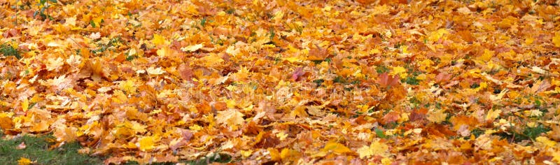 Fallen Leaves of a Maple Tree Stock Image - Image of maple, scenic ...
