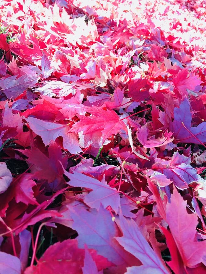 Fallen leaves stock image. Image of pretty, pink, fallen - 161802033