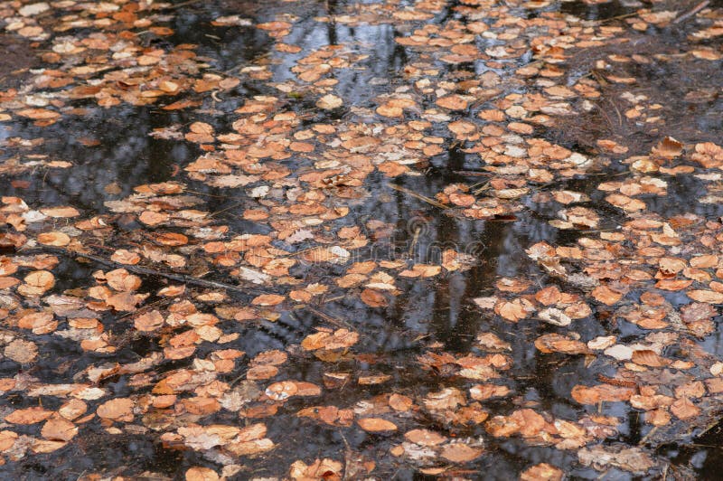 Fallen leaves in a puddle. stock photo. Image of fallen - 273860394