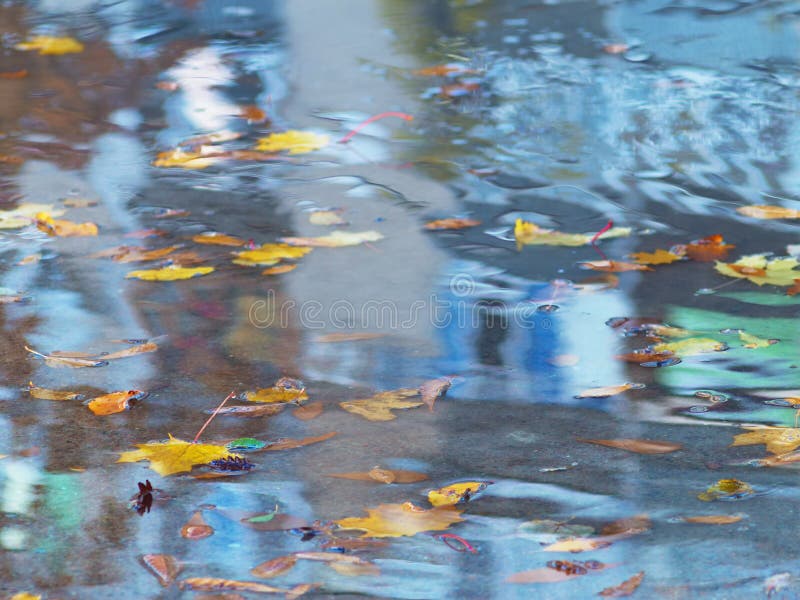 Fallen leaves in a puddle stock image. Image of nature - 89720093