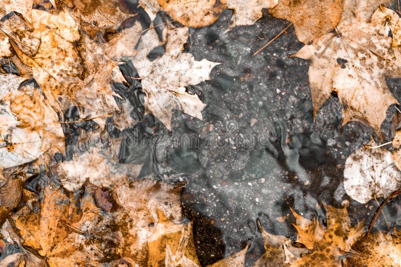 Fallen Leaves in a Puddle in the Rain. Stock Photo - Image of color ...