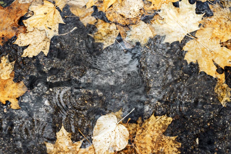 Fallen Leaves in a Puddle in the Rain. Stock Photo - Image of fall ...