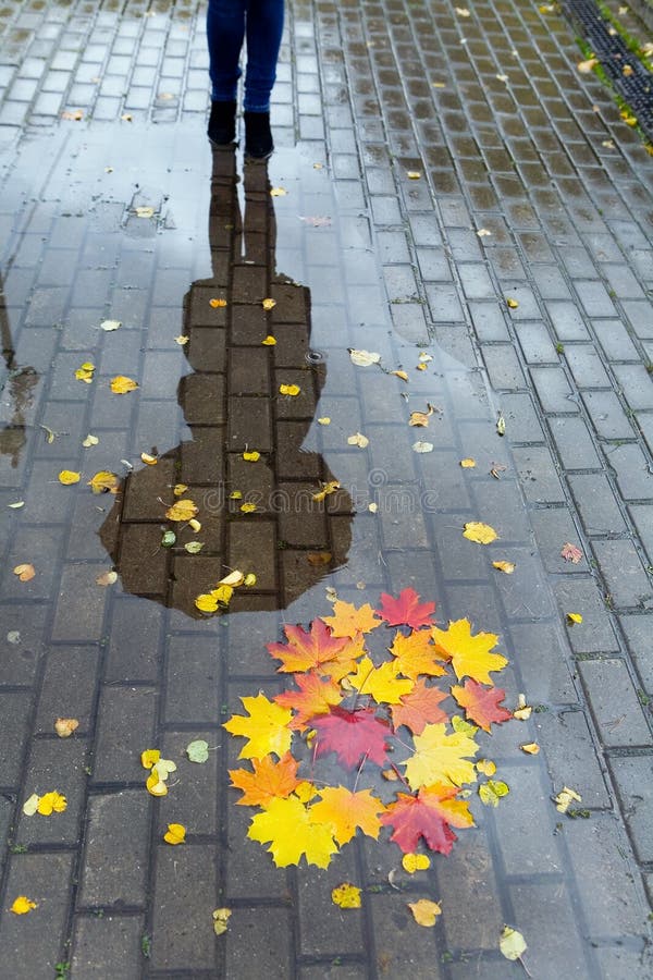 Fallen Leaves in a Puddle with a Reflection of a Man and an Umbrella ...