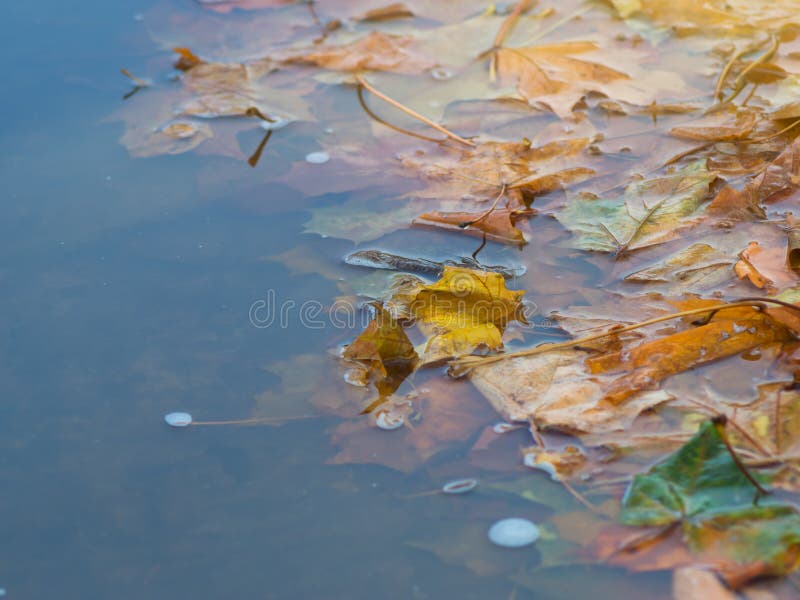 Fallen leaves in a puddle stock photo. Image of leaves - 134717482