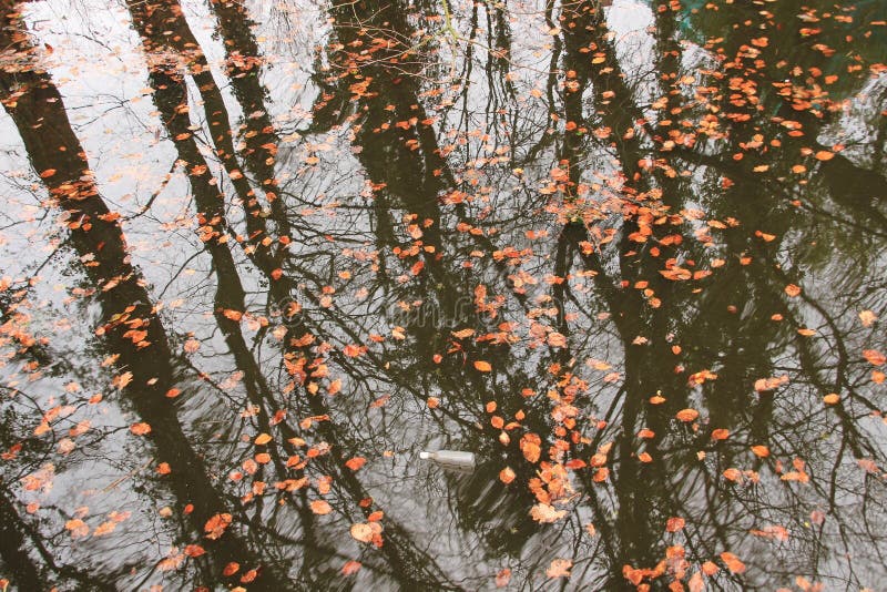 Fallen Leaves and Reflection of the Trees in the Lake. Stock Photo ...