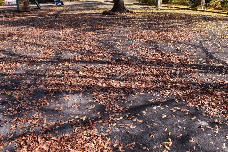 Fallen leaves stock image. Image of autumn, closeup - 133819357