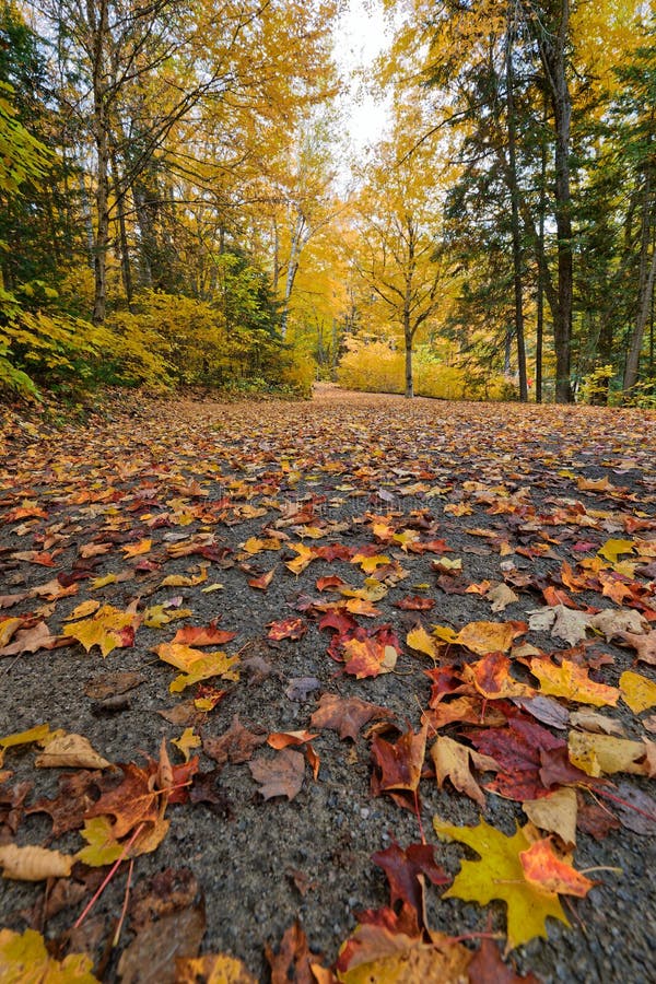 Fallen Leaves on a Small Road at Fall Stock Photo - Image of parc ...