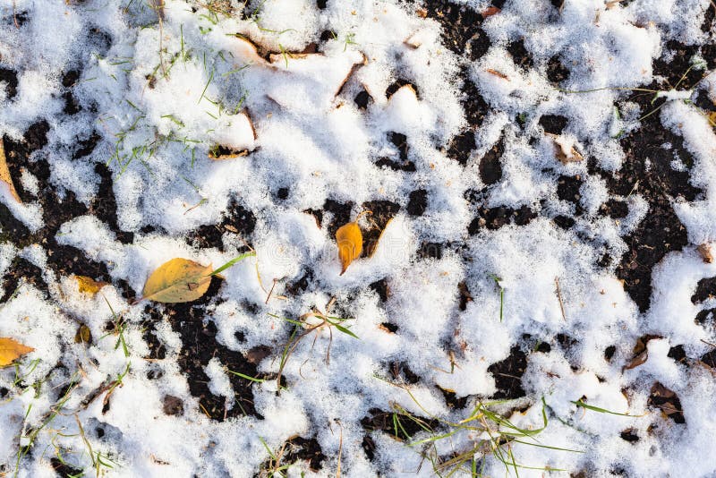 Fallen Leaves and Snow on Ground in Autumn Stock Image - Image of ...
