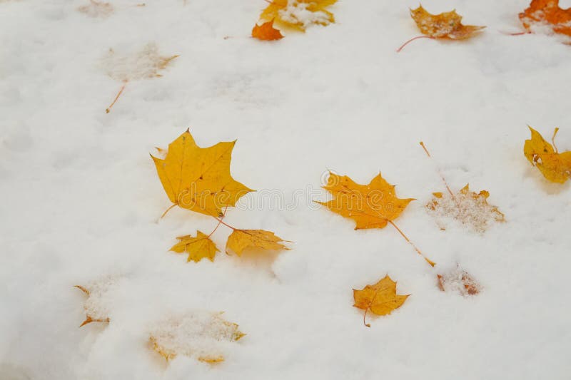 Fallen leaves on snow stock image. Image of nature, autumn - 80061683