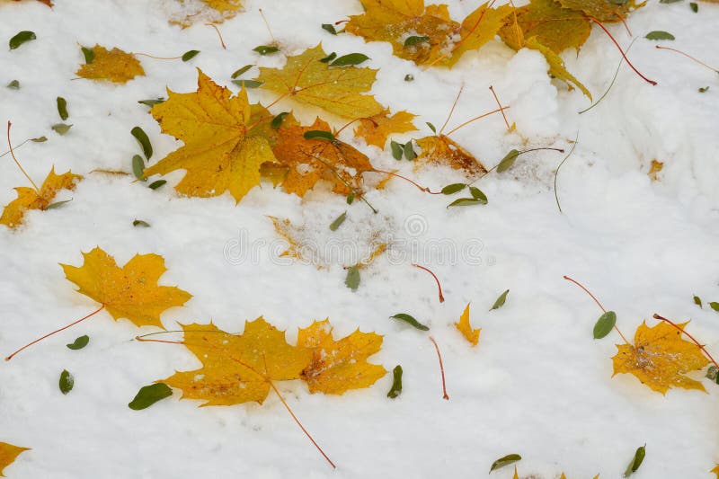 Fallen leaves on snow stock image. Image of nature, autumn - 80061683