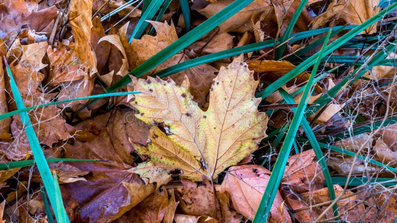 Fallen leaves stock photo. Image of stack, decomposition - 80237596