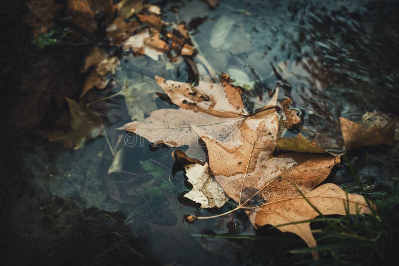 Fallen leaves in stream stock photo. Image of leaf, leaves - 61956976
