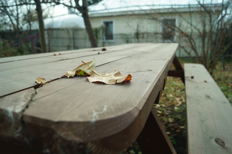 Fallen leaves on the table stock image. Image of trees - 60967793