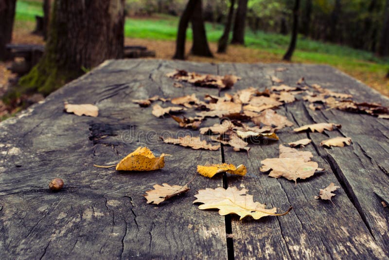 Fallen leaves on table stock photo. Image of yellow, forest - 38475596