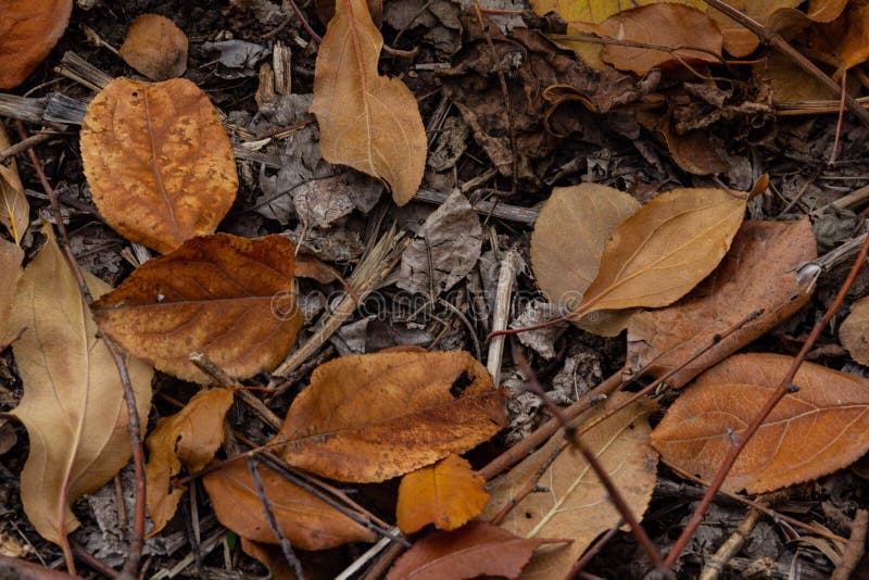 Fallen Leaves Taken Close-up on the Ground. Texture of Fallen Leaves ...