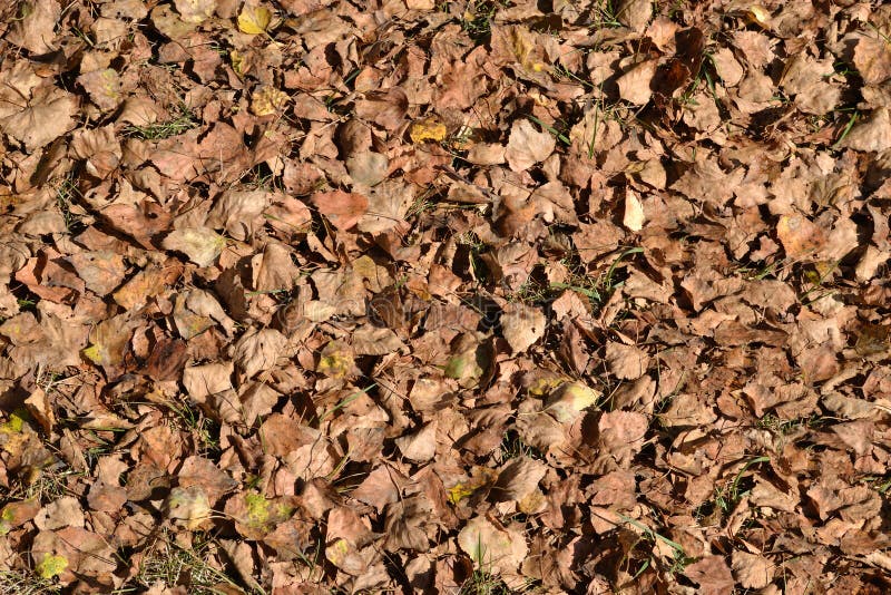Fallen Leaves. Texture, Background. Stock Image - Image of leafless ...