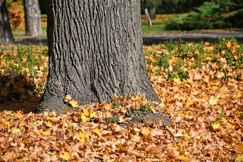 Fallen Leaves of the Tree in Autumn Time Stock Photo - Image of trunk ...