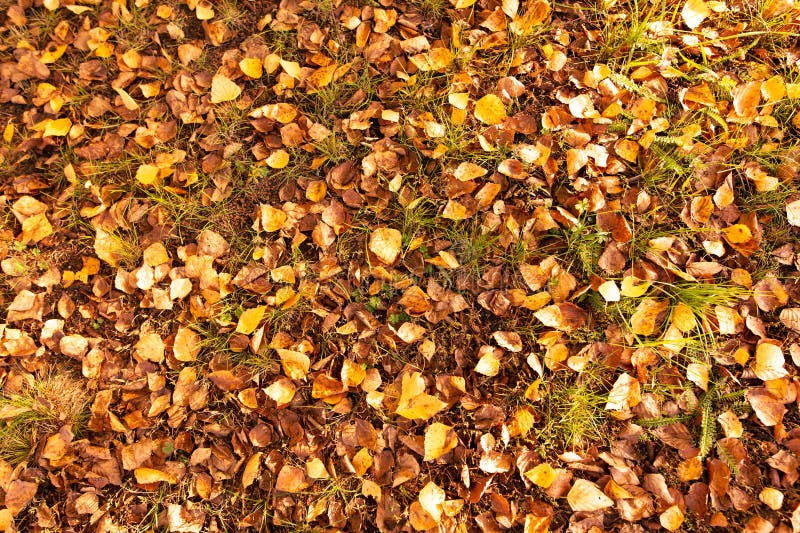 Fallen Leaves from a Tree on the Ground As a Background. Autumn Stock ...