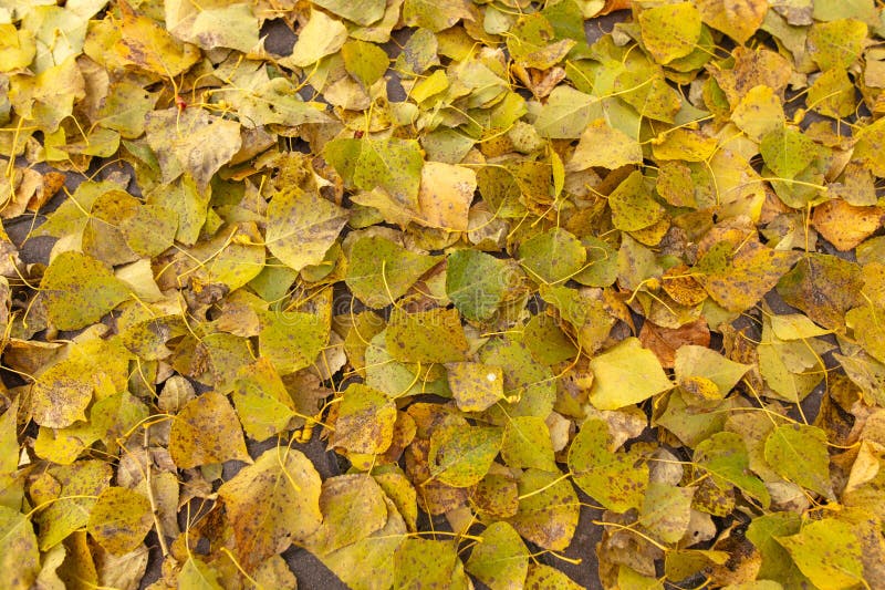 Fallen Leaves from a Tree on the Ground As a Background. Autumn Stock ...