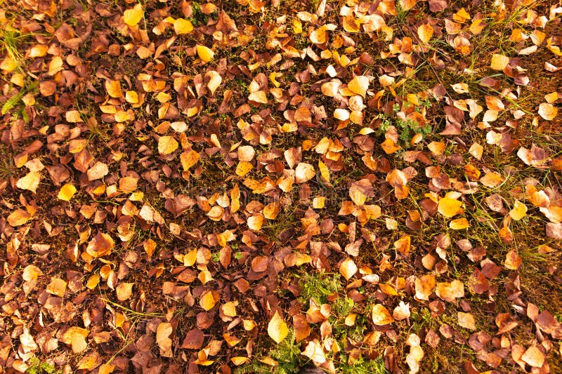 Fallen Leaves from a Tree on the Ground As a Background. Autumn Stock ...