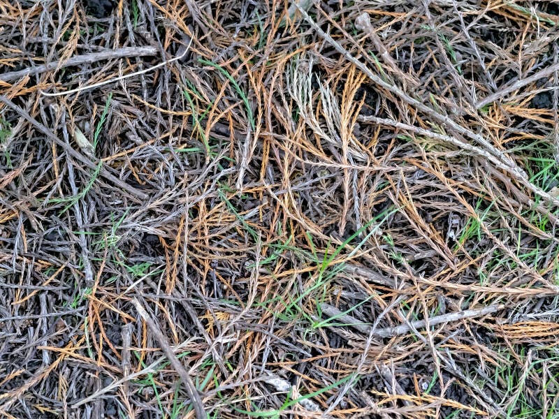Fallen Leaves and Twigs Below a Redwood Tree Stock Image - Image of ...
