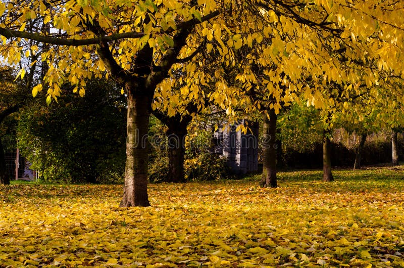 The Autumn Leaves Are Yellow, The Leaves Are Covered With Grass Under ...