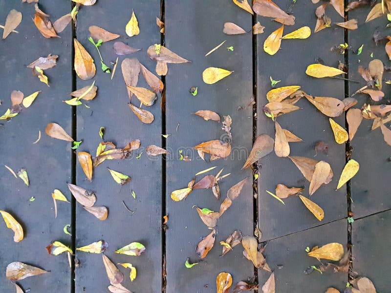 Fallen Leaves on Wooden Platform Stock Photo - Image of leaf, leaves ...
