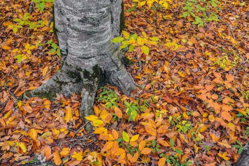 Fallen Leaves in the Yellow Autumn Forest Stock Photo - Image of ...