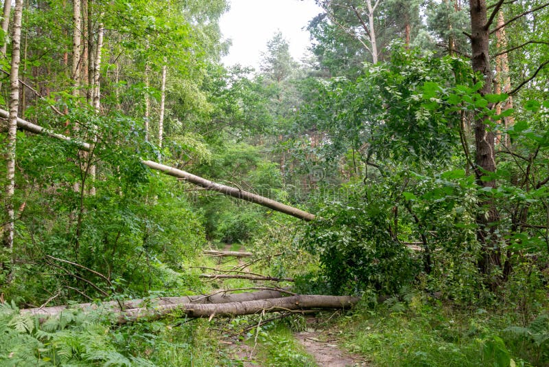Old Linden Trees at Sumertime Forest Stock Image - Image of sunny ...