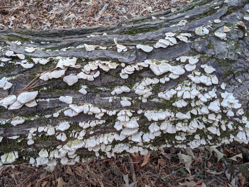 Fallen Log Covered with Shelf Fungi White Mushrooms in Forest Stock ...