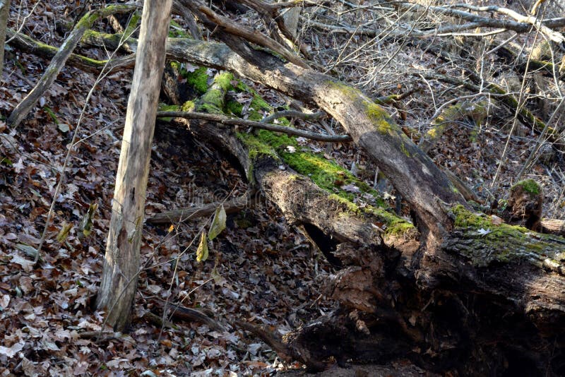 Fallen log detail stock photo. Image of detail, color - 105502422