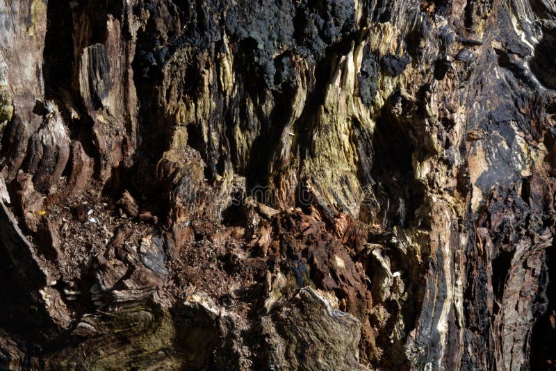Fallen log detail stock photo. Image of forest, woods - 105552780